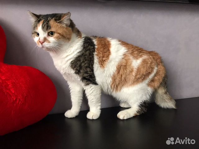 Кошка в дар мегаласковая и контактная