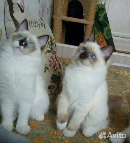 Котята Рэгдолл 4 мес