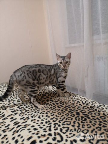 Продам хорошенькую ласковую бенгалку