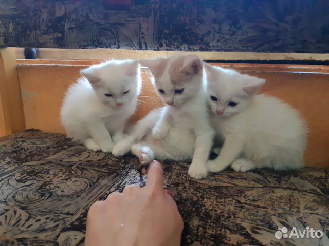 Котята