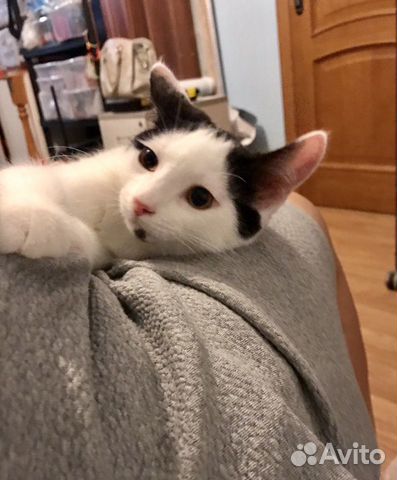 Котенок мальчик