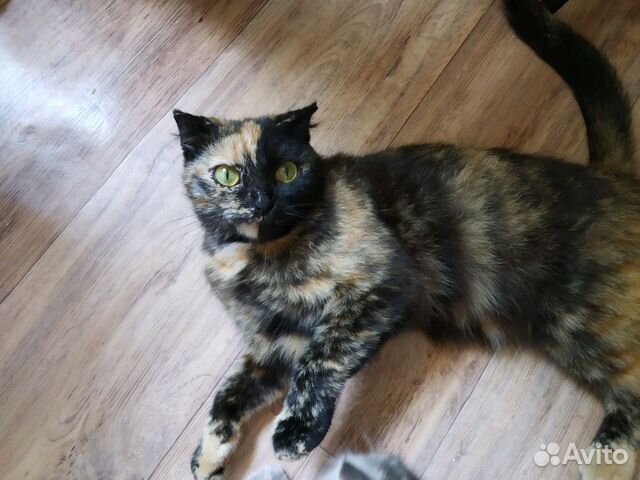 Вислоухая кошечка