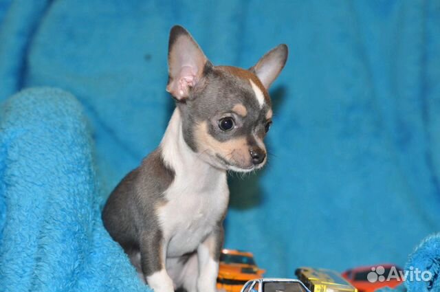 Малыш Чихуахуа (голубой триколор)