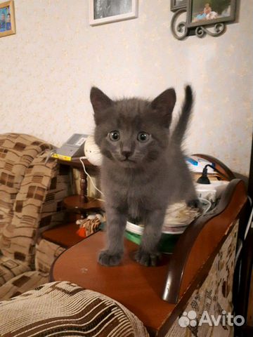 Котятки