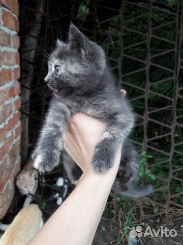 Трое очаровашек котят ищут дом