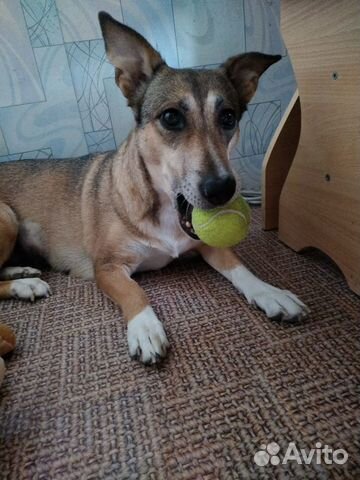 Ищет дом не крупная собачка Вики