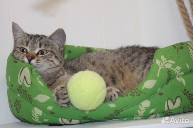 Кошка в добрые руки