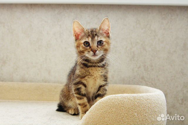 Спасенный котенок аля-бобтейл ищет дом