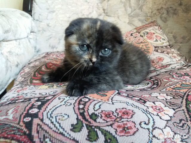 Шотландская вислоухая малыш котенок 6 недель