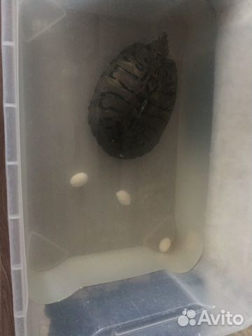 Отдам черепаху в добрые руки