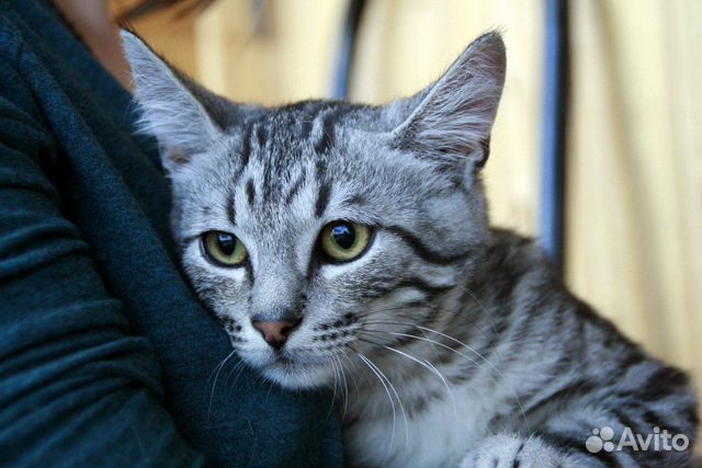 Кот Матроскин