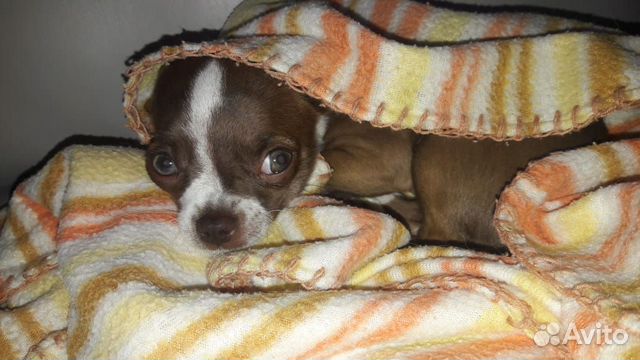 Шоколадный малыш ищет свою семью