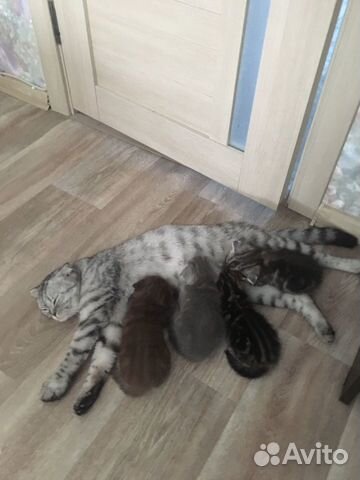 Продам котят шотландских вислоухих