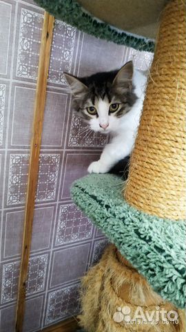 Серо-белая лопоушка