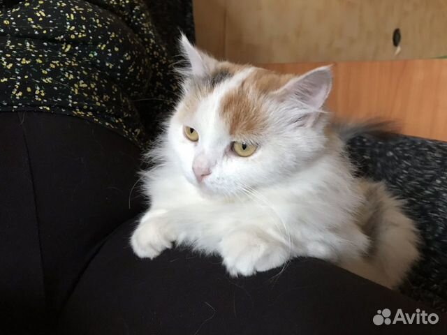 Молодая трёхцветная кошечка в дар