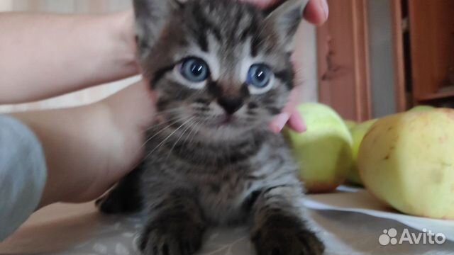 Котенок норвежский лесной