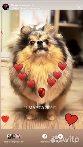 Шпиц,вязка