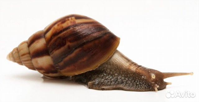 Ахатина Фулика гигантская улитка
