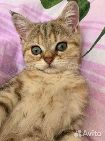 Шотландец мраморный