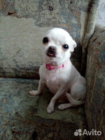 Чихуахуа. Девочка