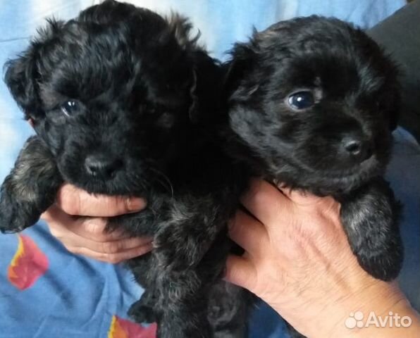 Щенки метисы