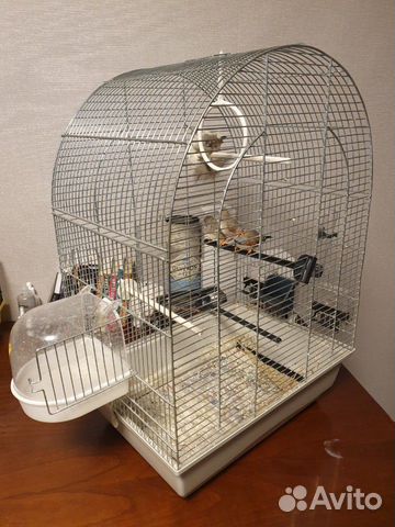 Зебровые Амадины