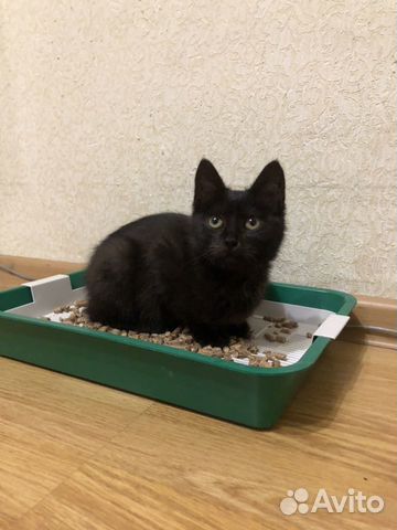 Котёнок
