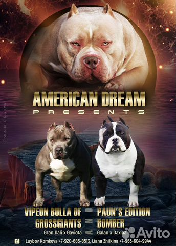 Американский Булли Девочки и Мальчики
