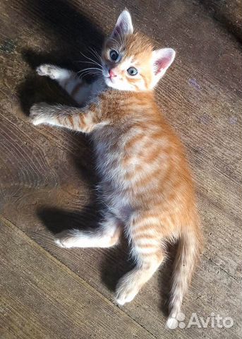 Котёнок, рыженькая кошечка