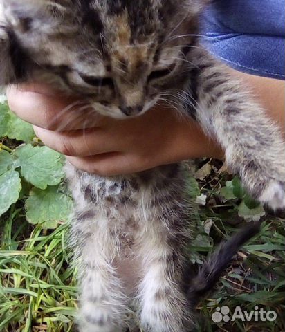 Отдадим котят