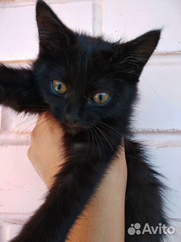 Маленький котенок