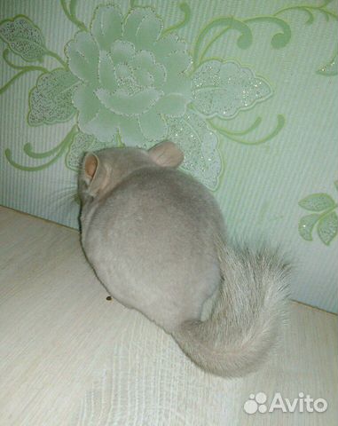 Шиншиллёнок