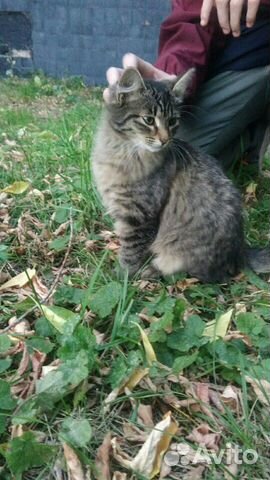 Котик 3-4 мес. в дар