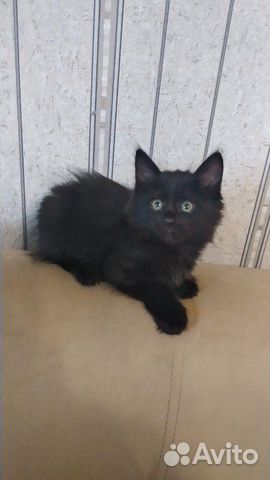 Чёрненькая кошечка