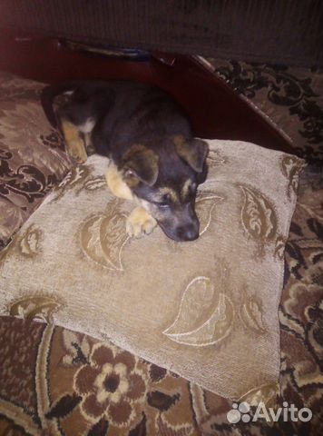 Шенок немецкой овчарки (девочка)