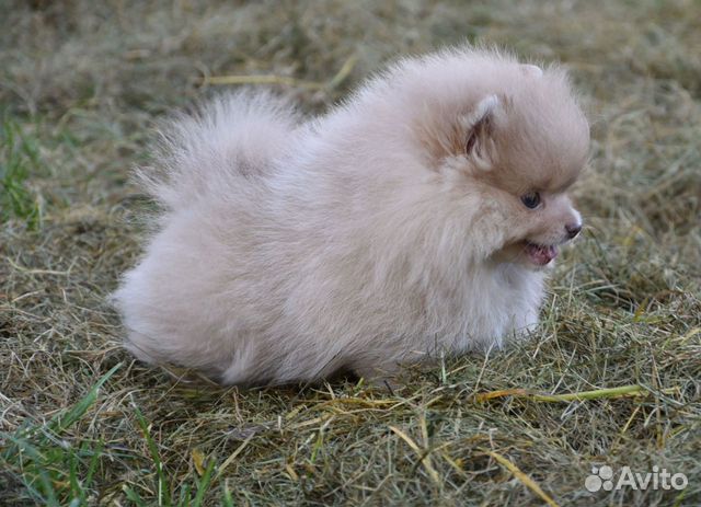 Мини мальчик померанский шпиц лиловый окрас