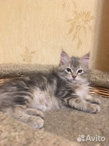 Сибирские