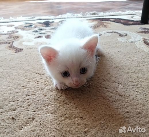 Белые котята