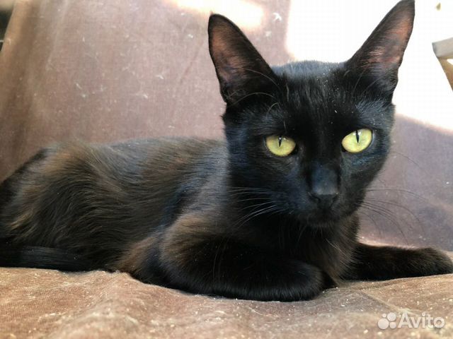 Пантерочка в добрые руки