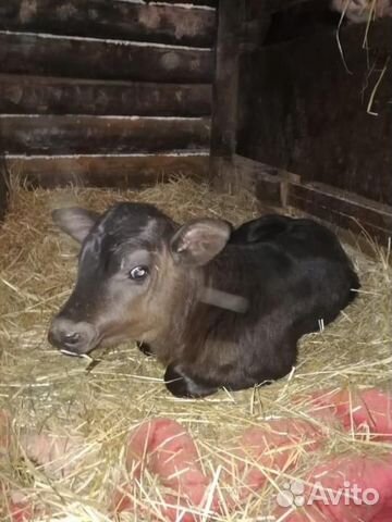 Продается телка 1 месяц