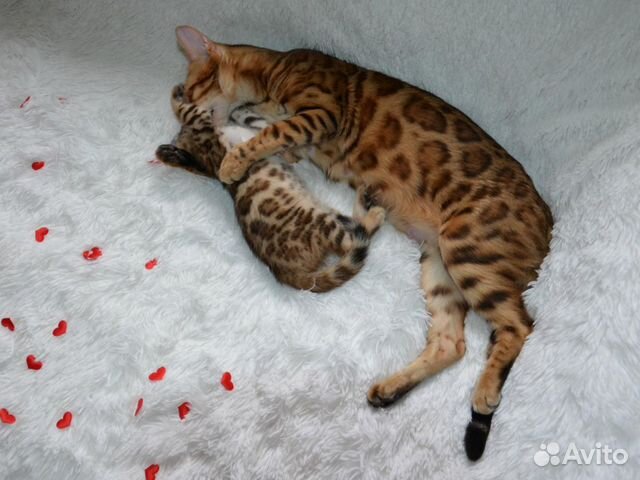 Взрослая бенгальская кошка