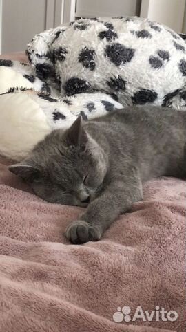 Продаю британскую кошку