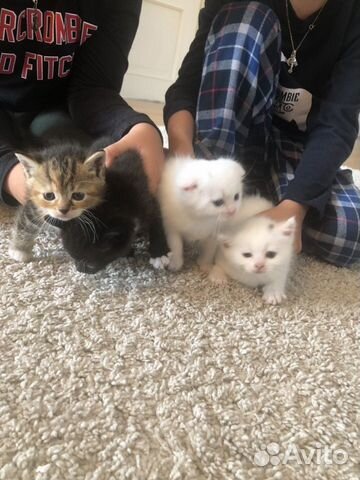 Котята британцы-полукровки