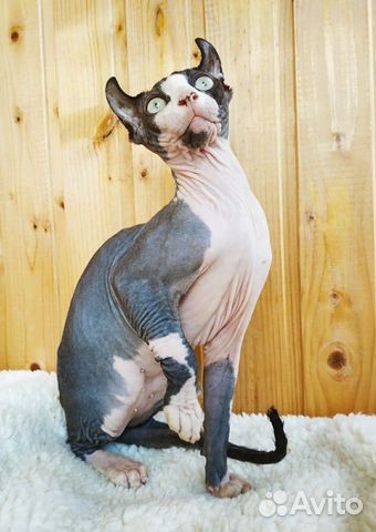 Волшебный мальчик породы Эльф