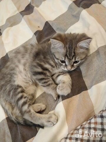 Котенок Тихон ищет дом