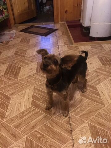 Собачка йоркширский терьер,мальчик