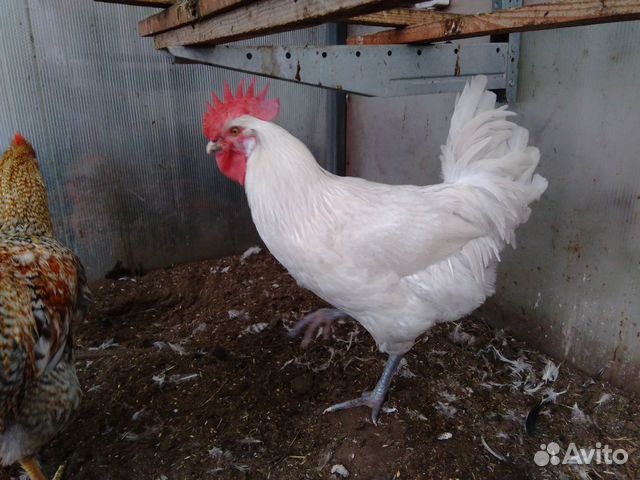 Бресс Гальские семья 5+1