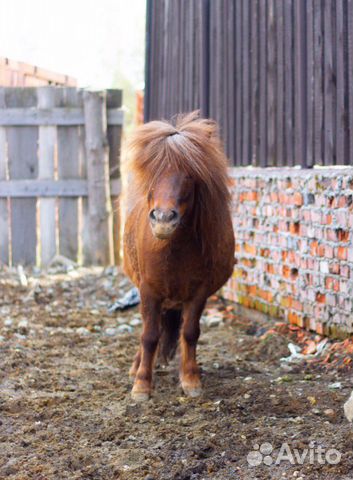 Продаётся пони