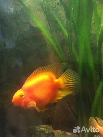 Рыба попугай красный