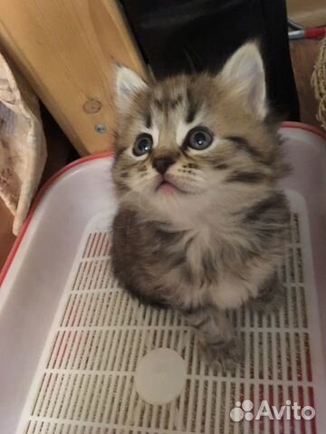 Веселые котята в дар